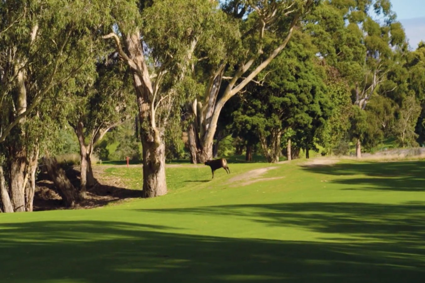 Course Review: The Kew Golf Club, Victoria – How Good Is Golf